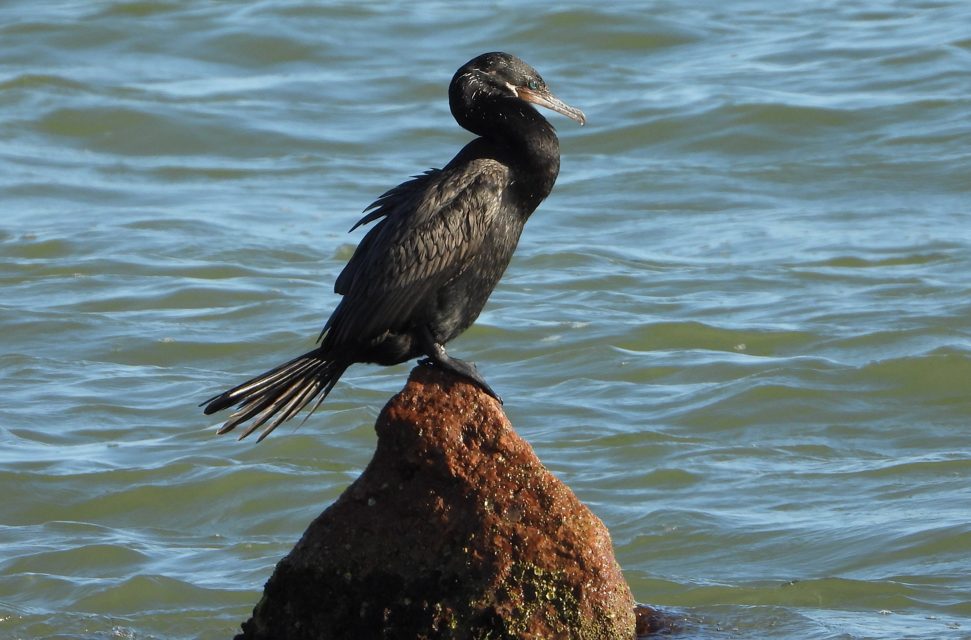 Nature Notes: The Cormorant Conundrum: Love ’em or hate ’em | The ...