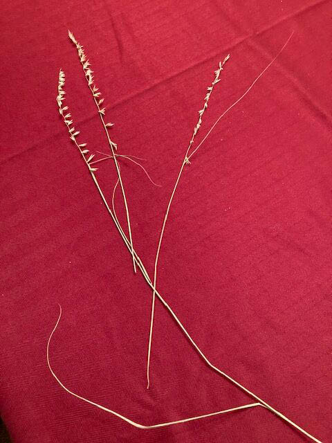 Sideoats Grama: the Texas State Grass | The Victoria Advocate