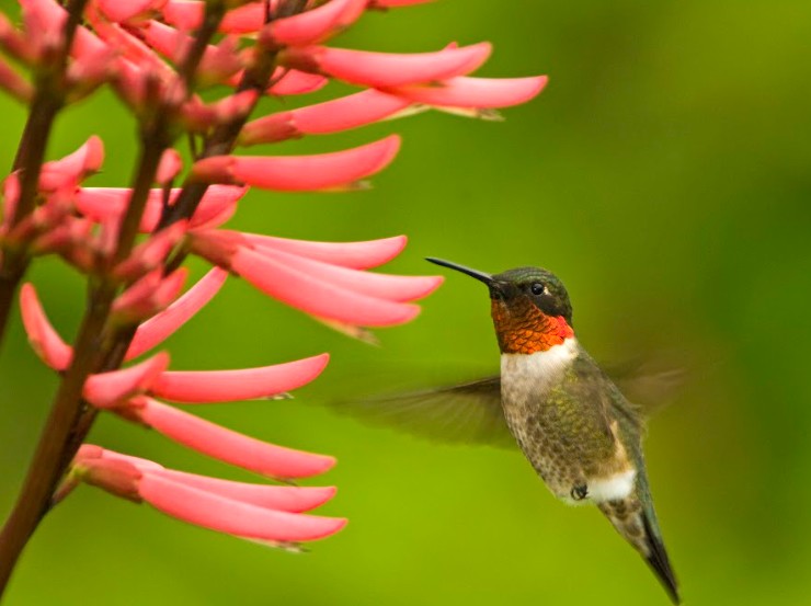 Nature Notes: The fall migration of the Ruby-throated Hummingbird | The ...