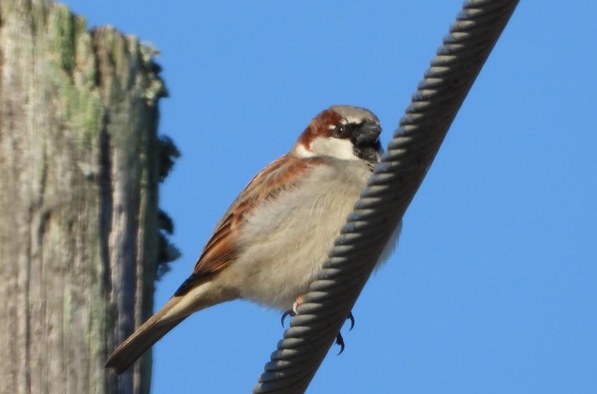 Nature Notes: The House Sparrow is a fun species for birdwatchers to ...