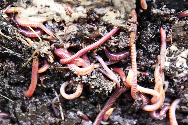 Earth’s helpers: Earthworms add nutrients to soil | The Victoria Advocate