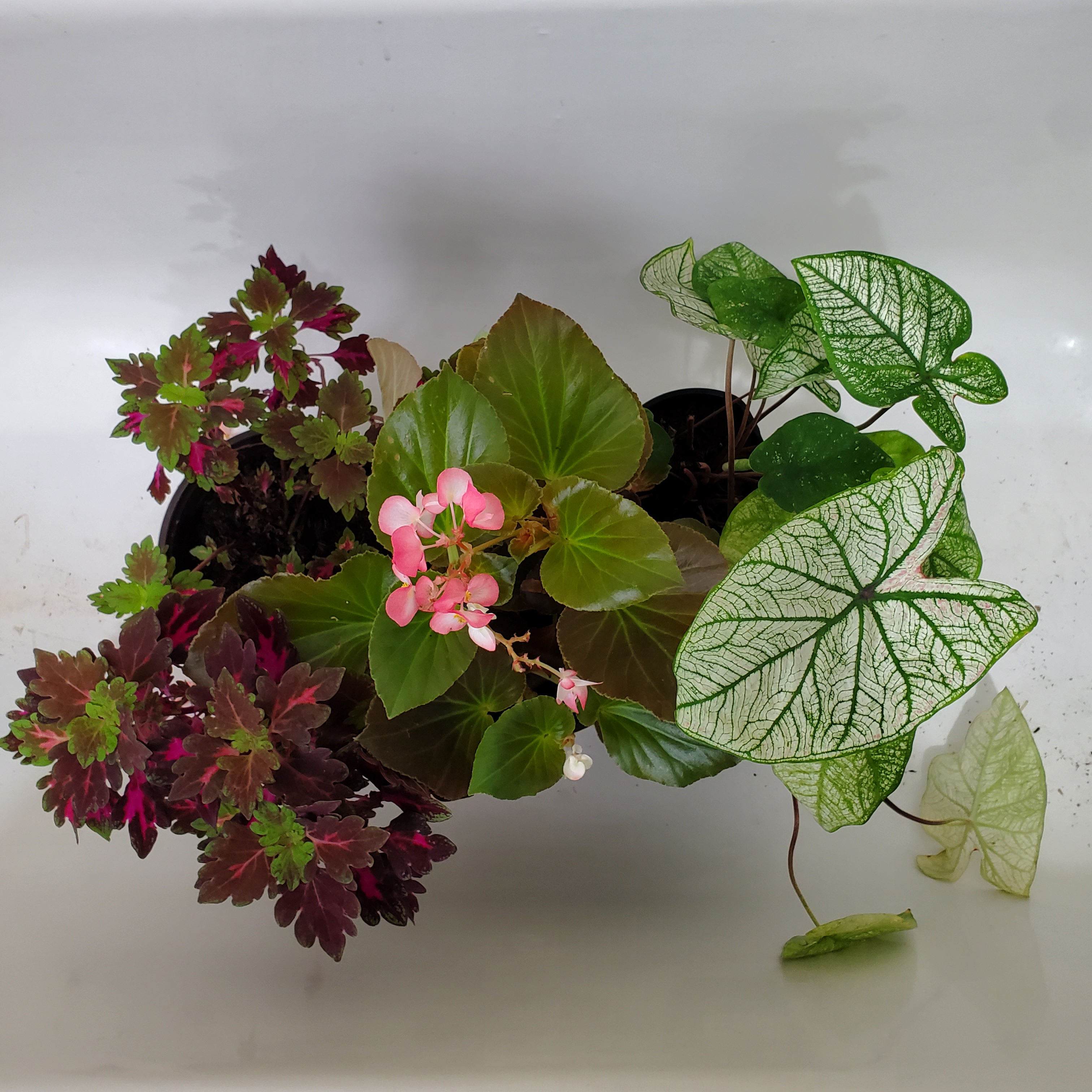 Master Gardeners: Here are 4 shade lovers for containers and window ...