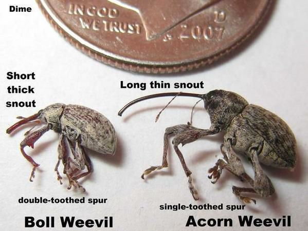 Discover entomology, the weevil | The Victoria Advocate