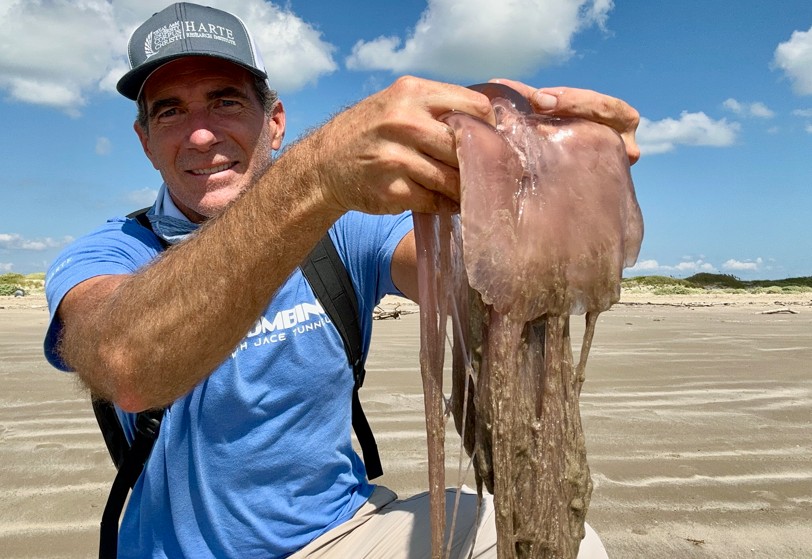 Beachcombing Report: Pink Meanie Jellyfish become a Texas coast ...