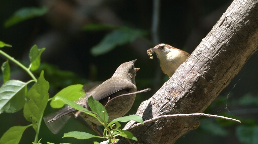 Nature Notes: Brood parasitism: interesting phenomenon among birds ...