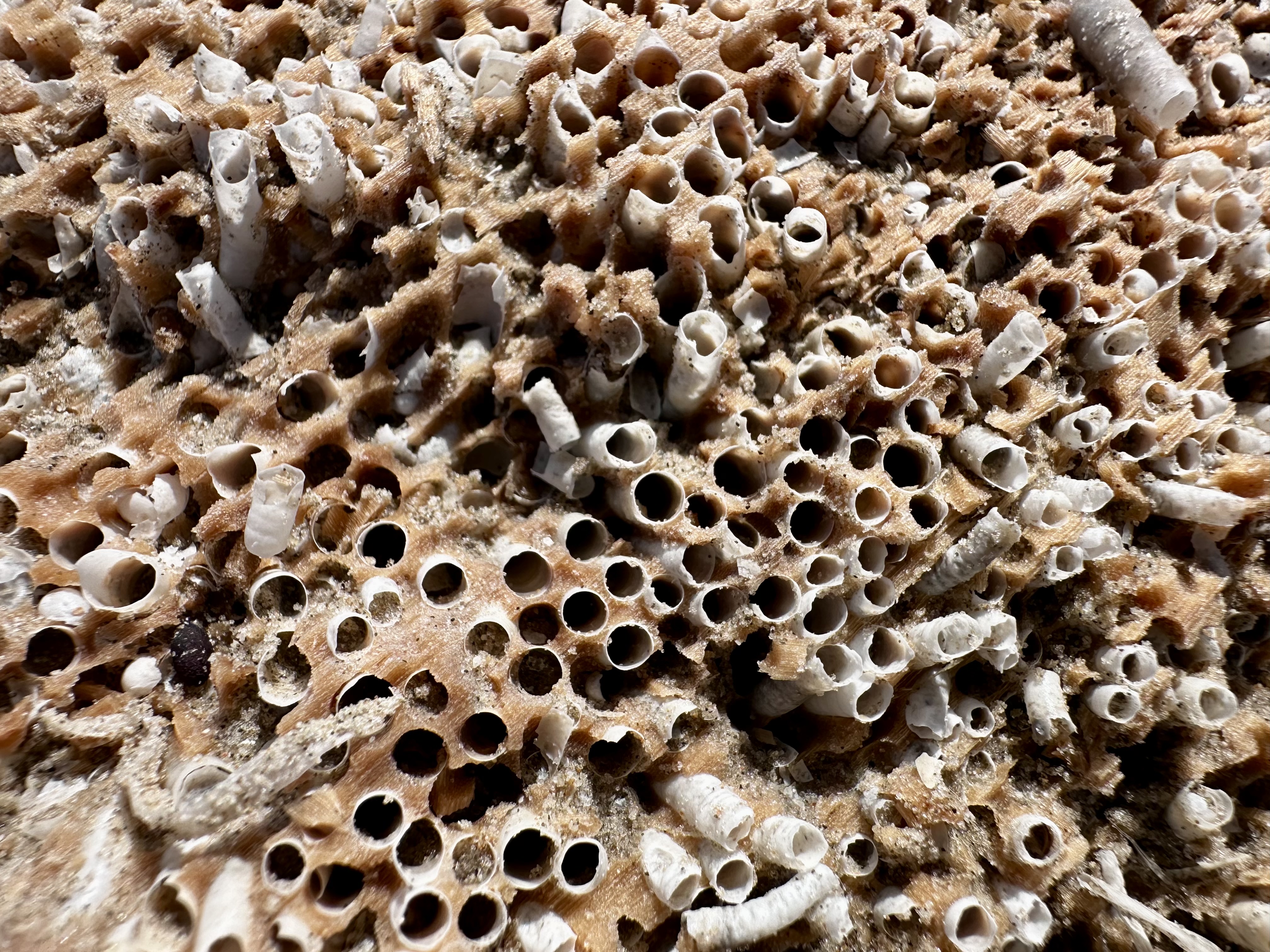 Beachcombing Report: Shipworms | The Victoria Advocate